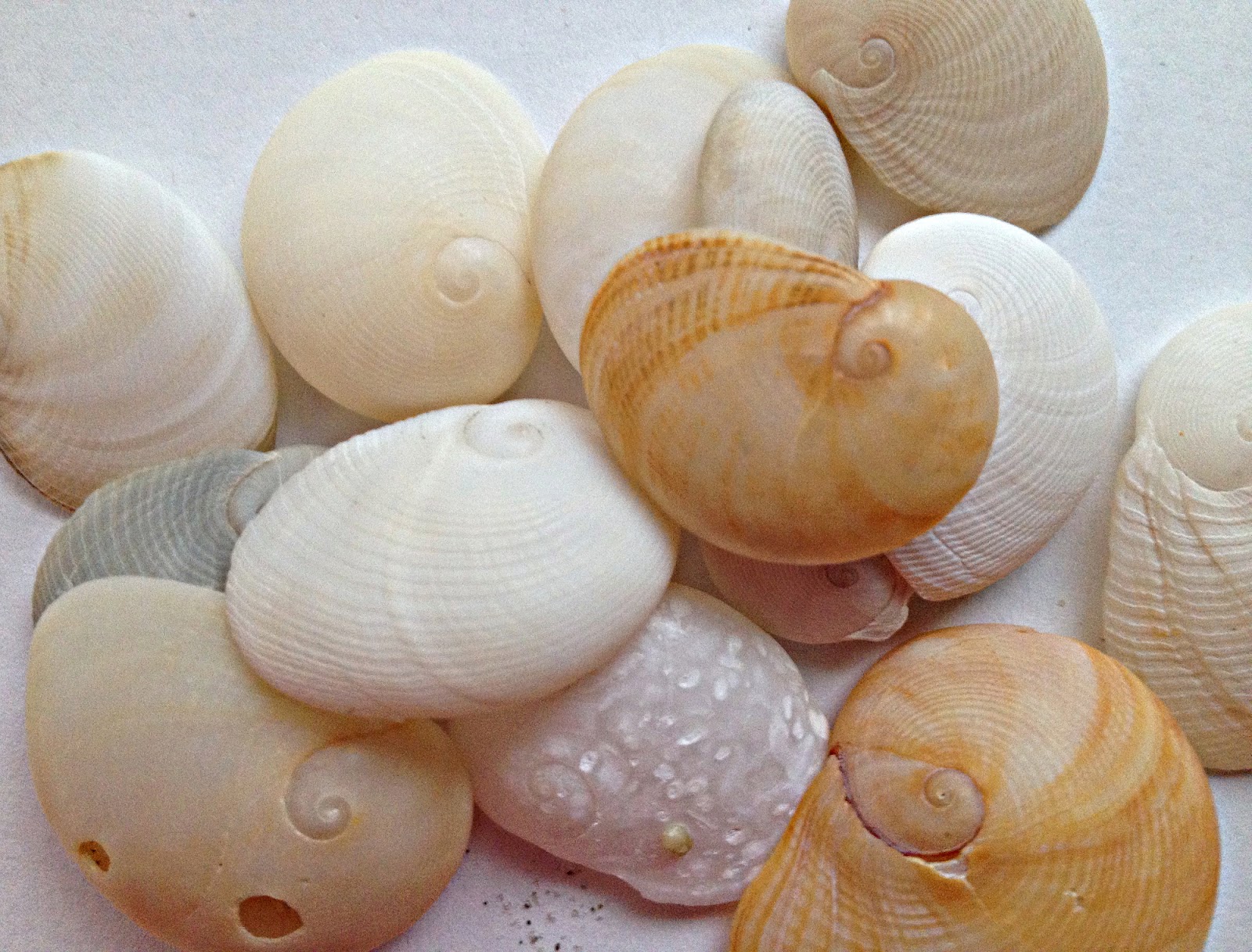 The Hunter and The Gatherer: What kind of shell is that?