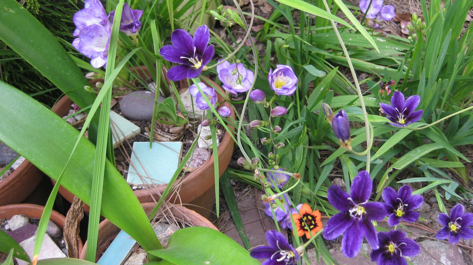 Studio/Garden: Sparaxis