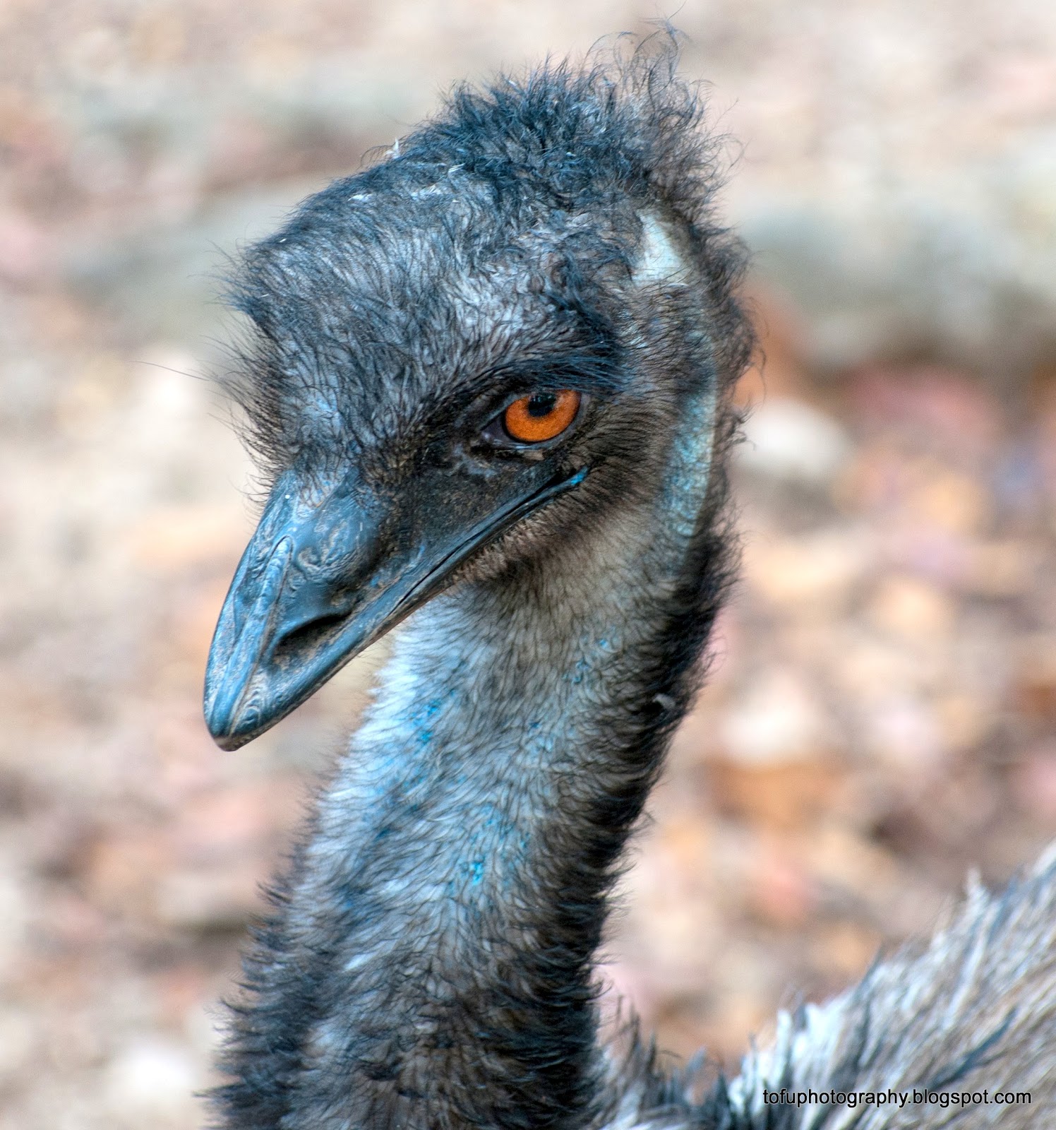 Tofu Photography: Emu bird
