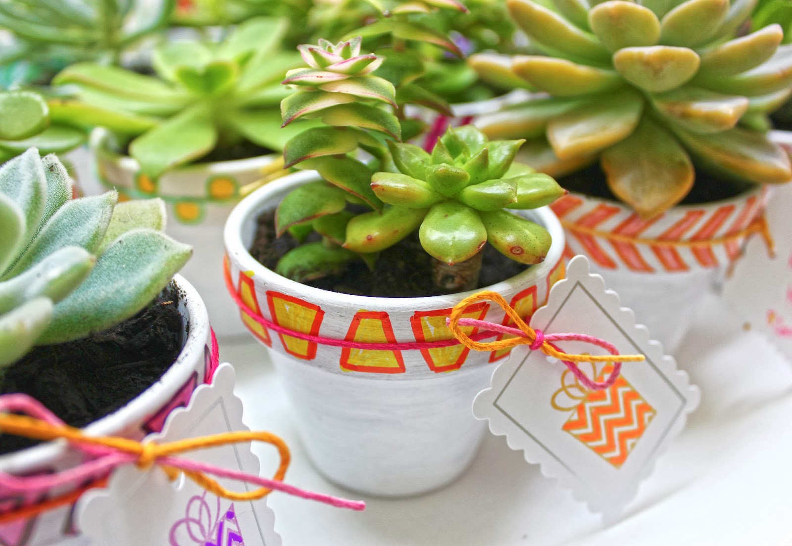 Courtney's Edible Garden: Small Gift or Favors Idea - Succulents