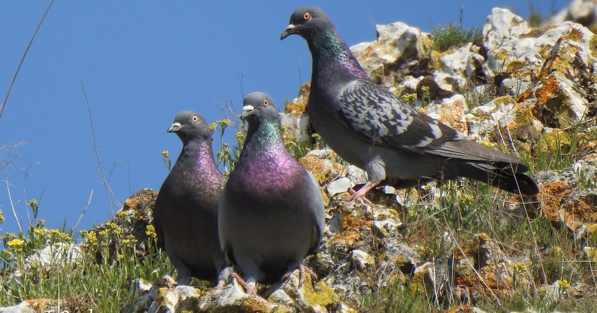 PASARI DIN ROMANIA: PORUMBEL DE STANCA si PORUMBEL DE CASA SALBATICIT ...