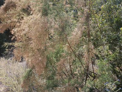 HERBARIO VIRTUAL DE BANYERES DE MARIOLA Y ALICANTE: Tamarix canariensis ...