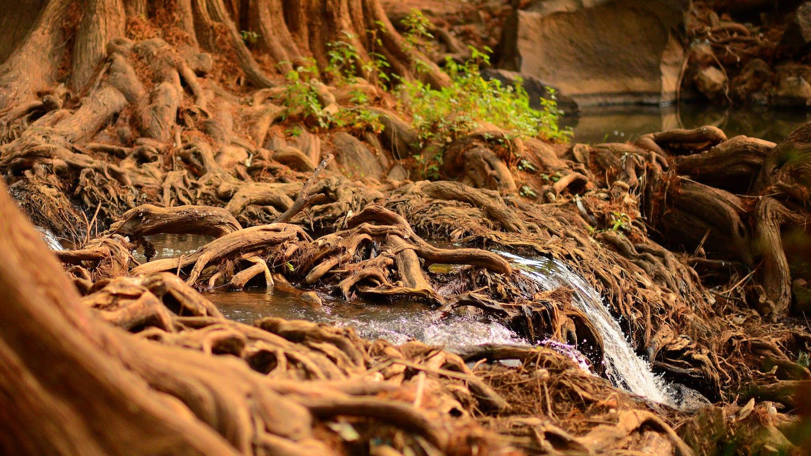 Jaime Ramos Méndez: Raíces de sabinos, o ahuehuetes, en Las Adjuntas ...