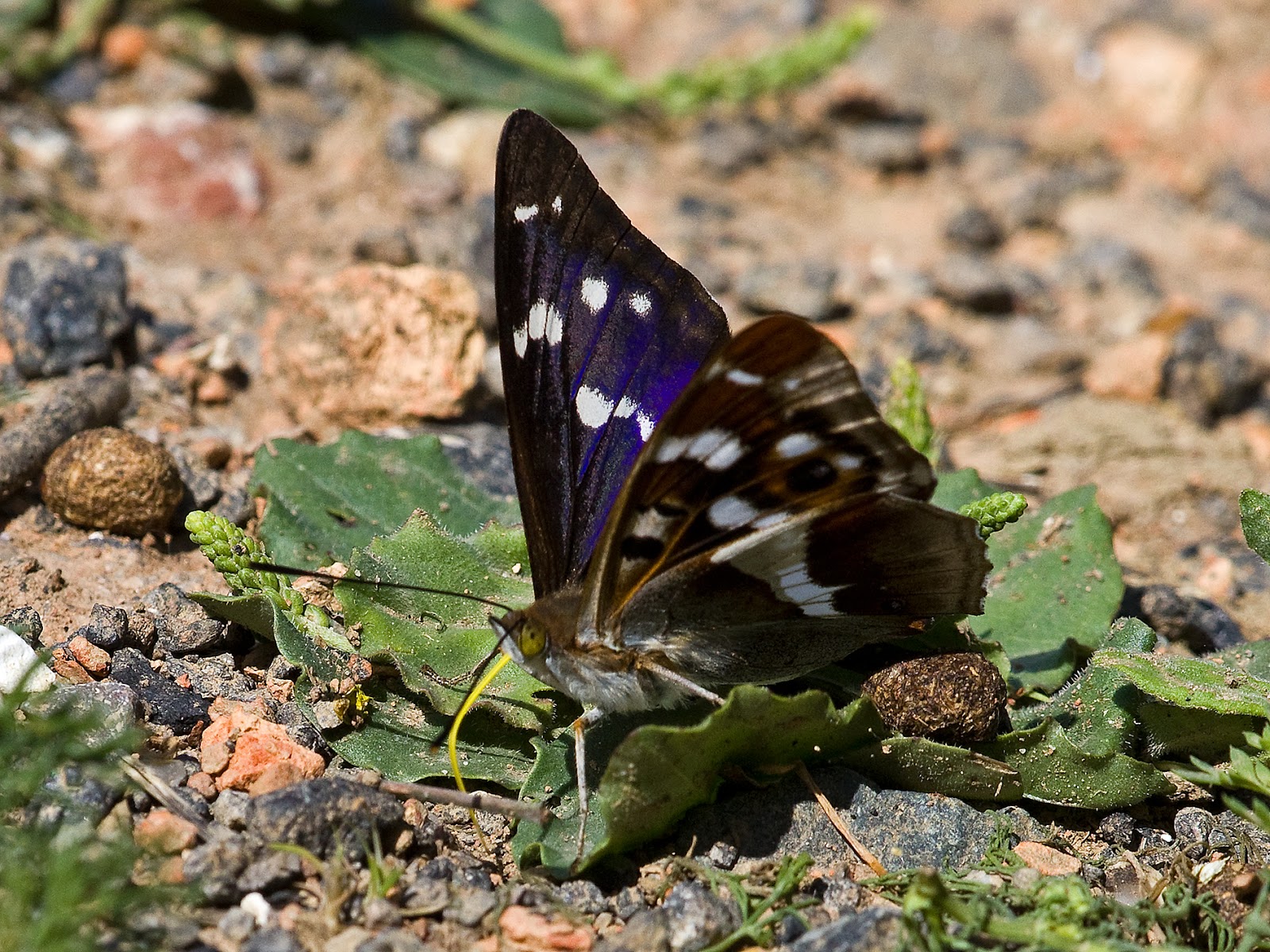 Martin's Sussex Birding Blog: Purple Emperor