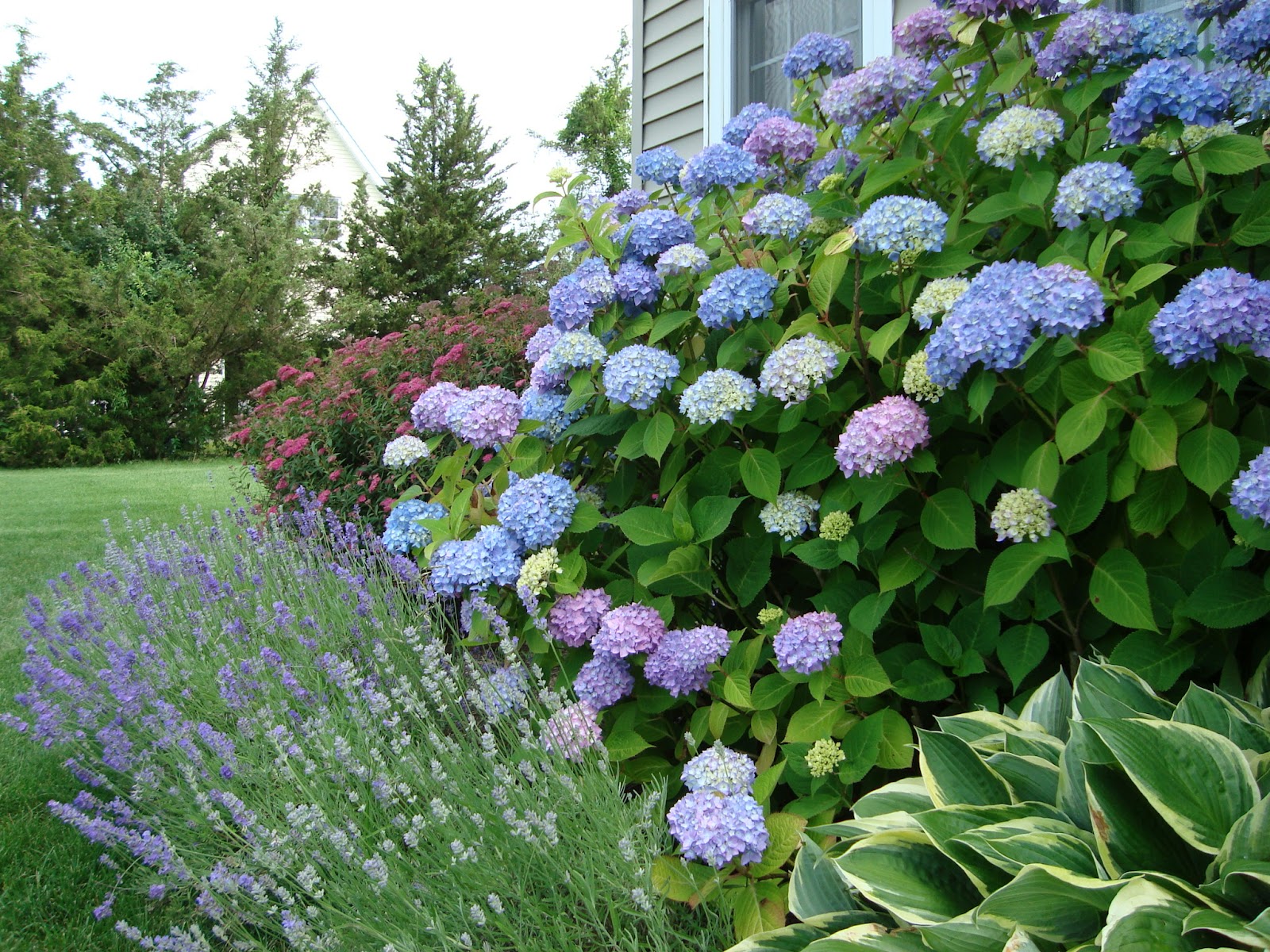 glimpses of glory: Hydrangea Heaven