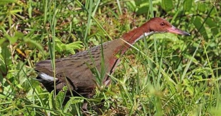 This Bird Species Went Extinct 136,000 Years Ago Has Now Evolved Back ...