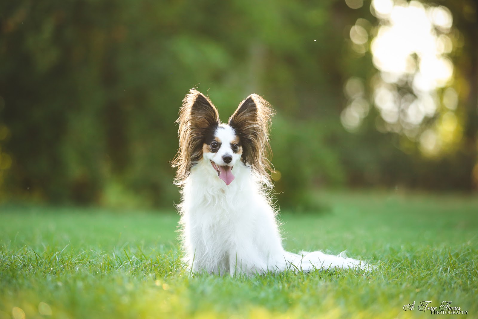 A True Focus Photography: Gypsy {dog and pet photography}