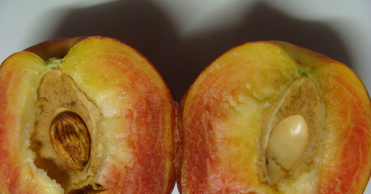 Memoirs from My Kitchen..: Peaches are good, but be careful of the pit