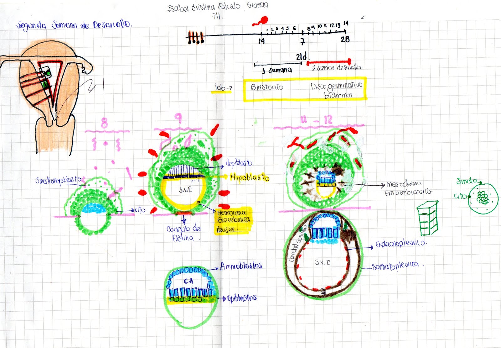 Embriologia:Un desarrollo maravilloso: Dibujo en clase #6 SEGUNDA ...