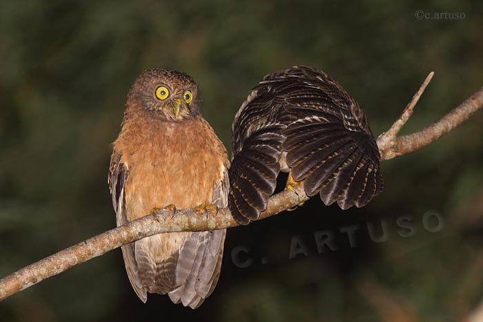 Christian Artuso: Birds, Wildlife: The Philippine Night