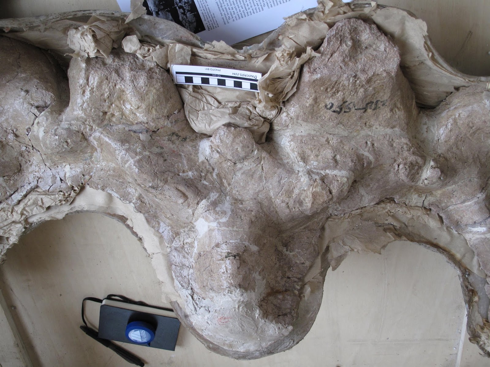 Prehistoric Beast of the Week: Sinoceratops: Beast of the Week