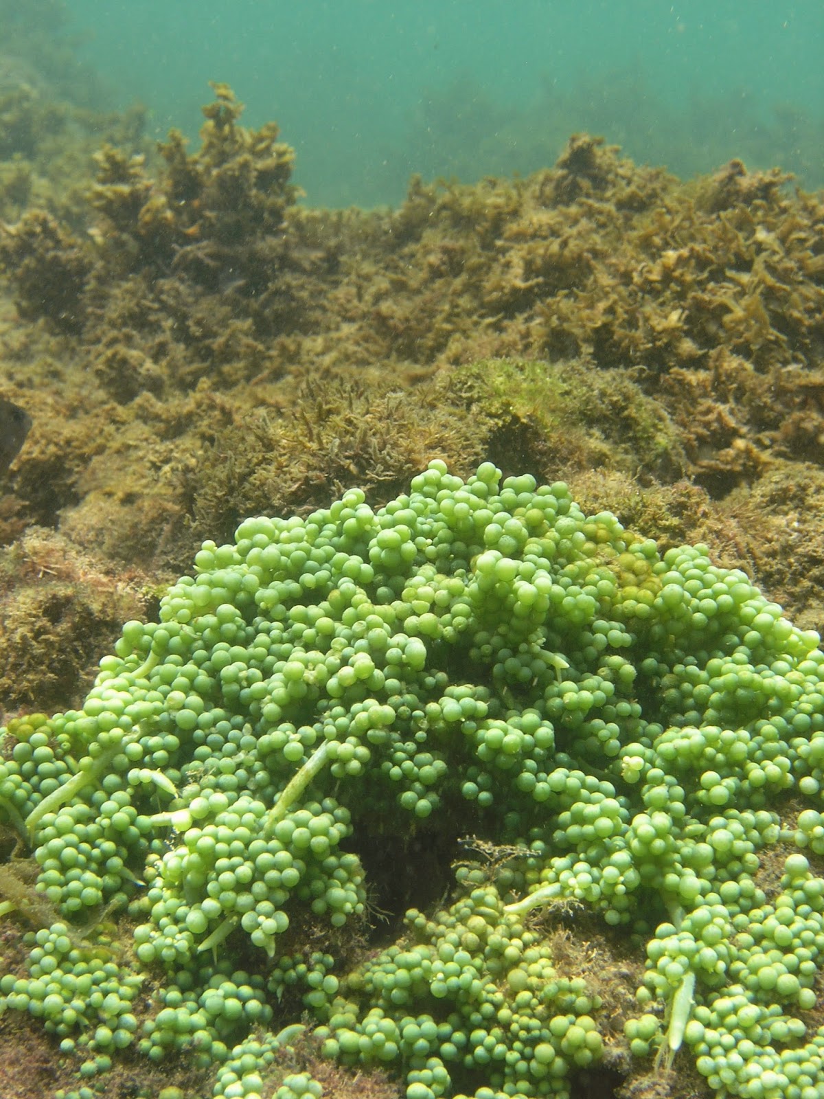 Catalogue of Organisms: Caulerpa: Sea Grapes, Feather Algae and Other ...