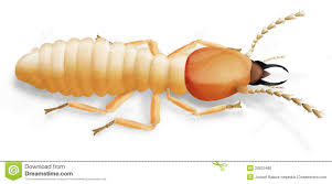 Imagehub: Termite HD images free download