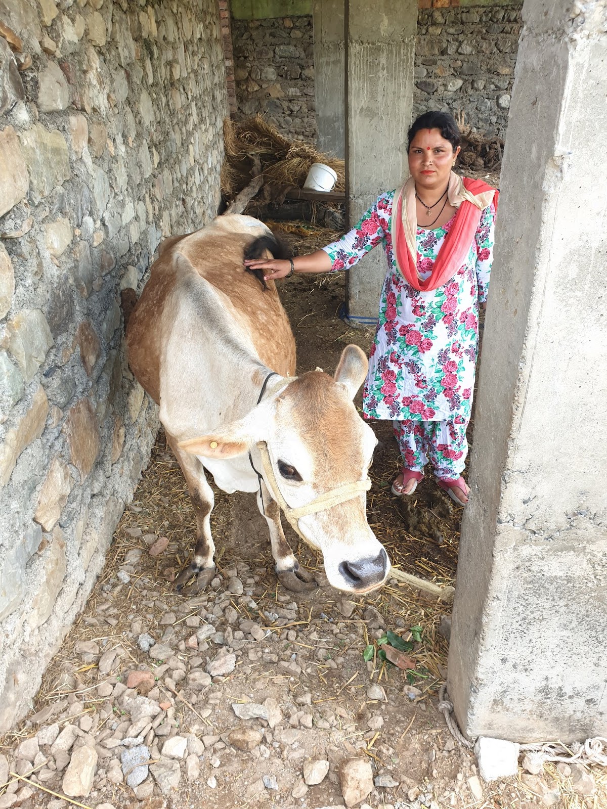 Pictures of Local Non descript pahari desi cow in the state of Himachal ...