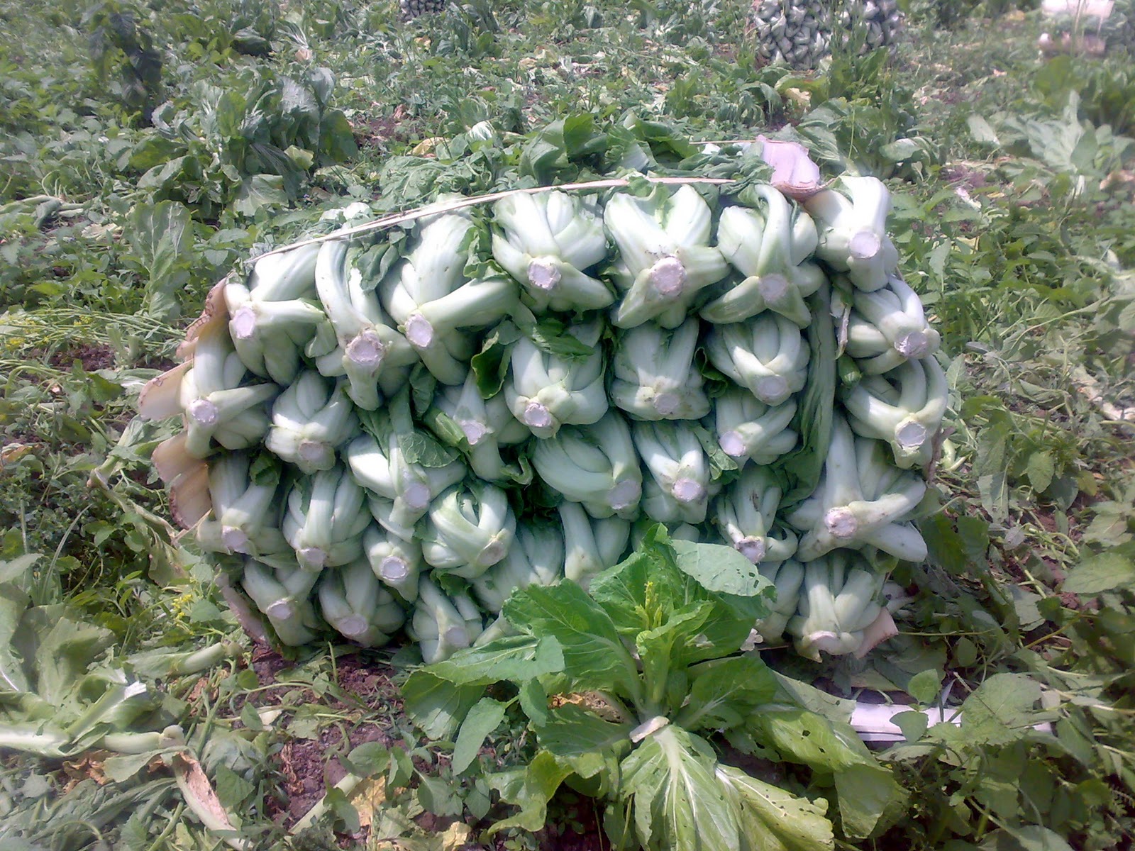 SUPPLIER SAWI PAHIT/JABUNG, SAWI ASIN (KIAM CAI),SAWI ASIN KERING (HAM ...