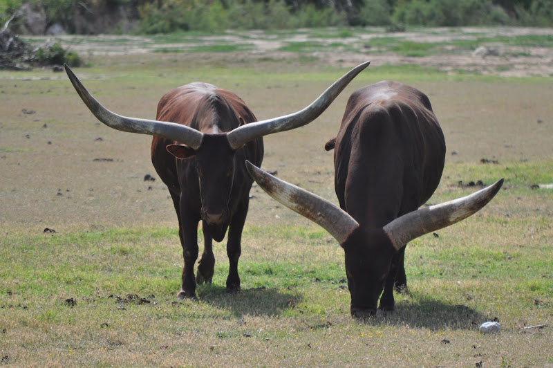 ZOOTOGRAFIANDO (6.096 ANIMALS): TORO, VACA, BUEY, WATUSI, CEBÚ / BULL ...