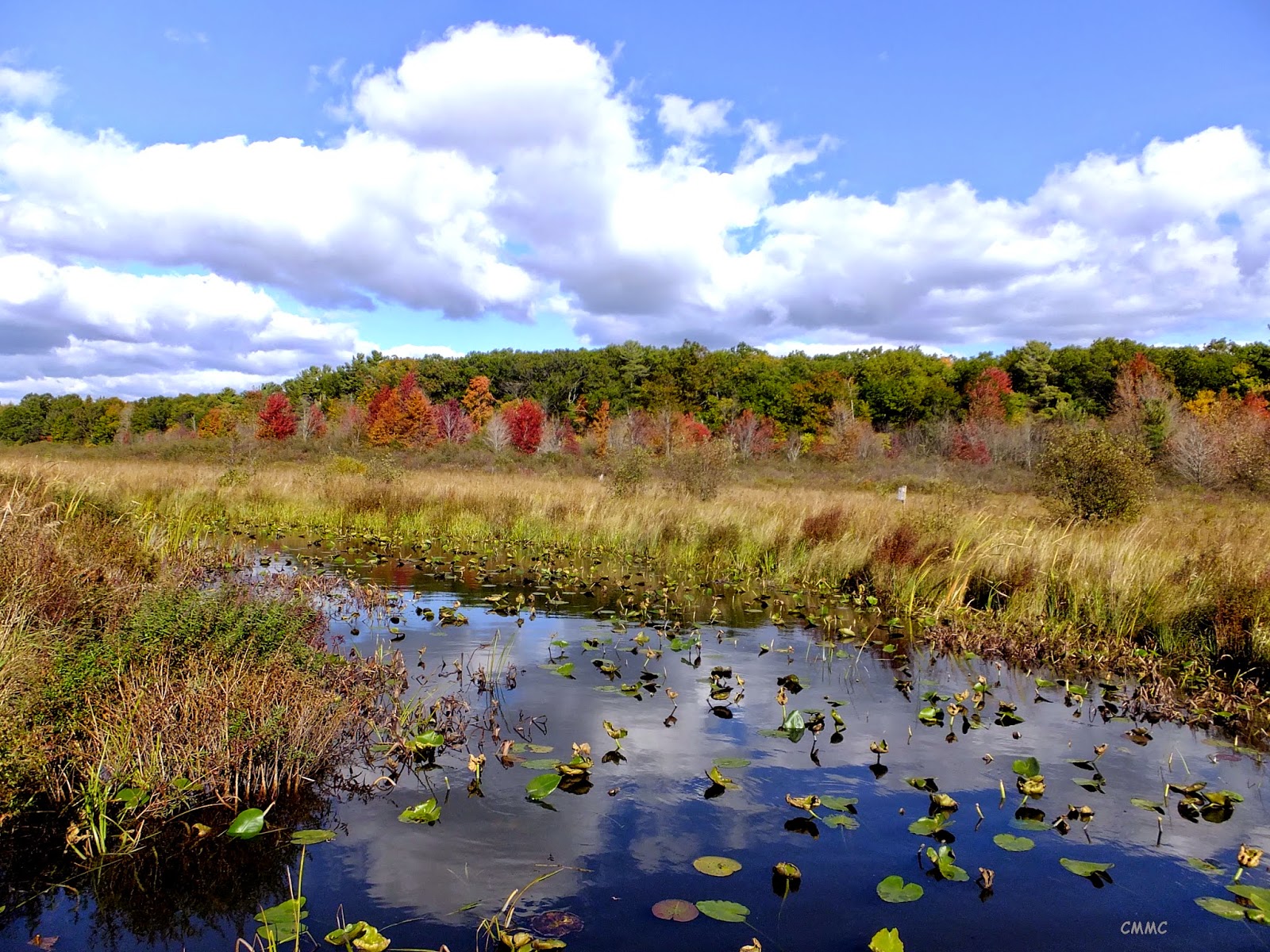 Plants Amaze Me: The Colorful Month Of October!