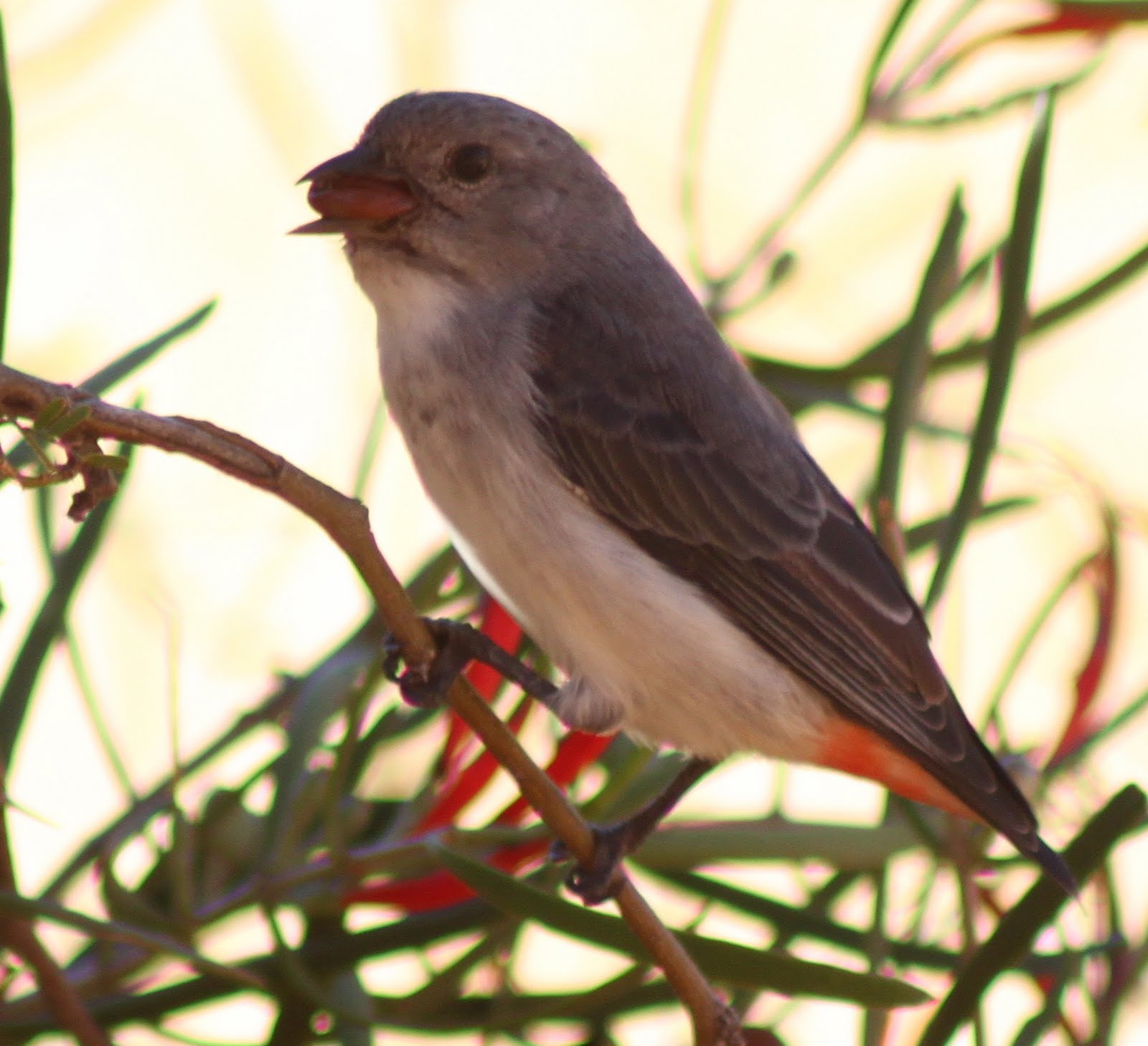 Richard Waring's Birds of Australia: June 2011