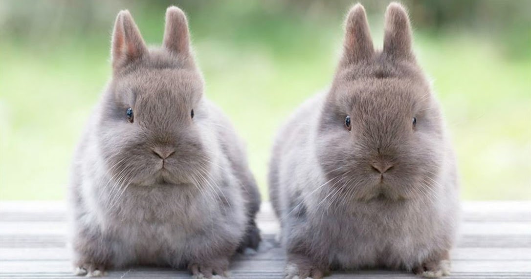 Tipos de conejos - Donetes