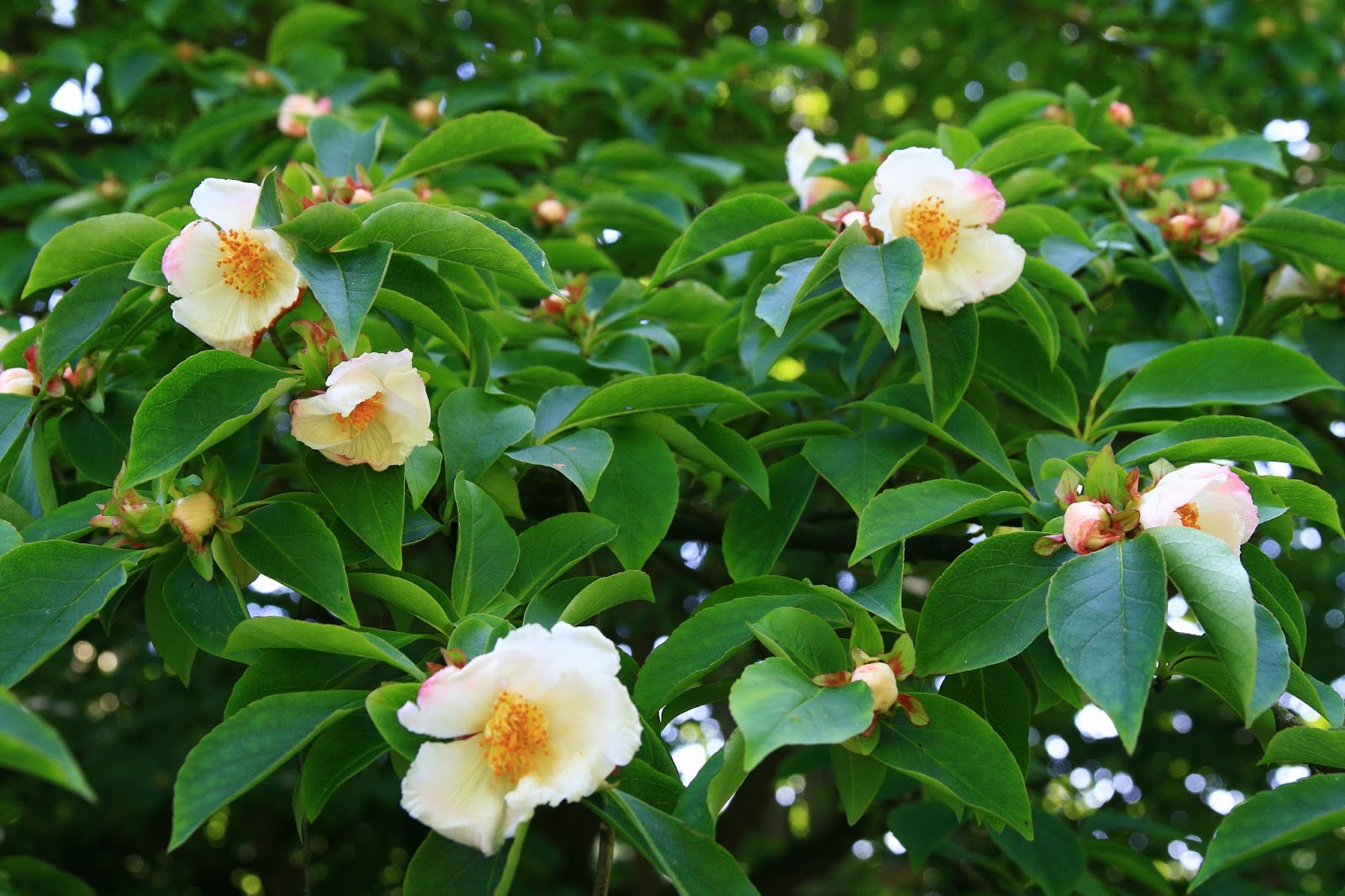 High Beeches Gardens: Stewartia rostrata