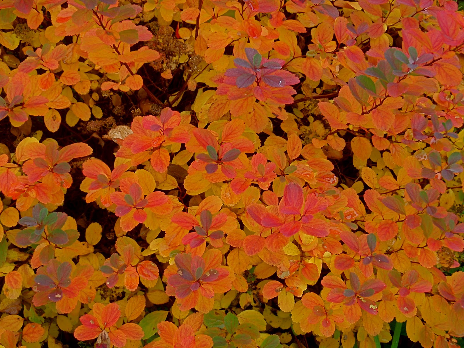 Friko's World: A Year in the Life of a Lady Gardener - October