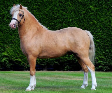 historia del caballo: historia del caballo (Poni)