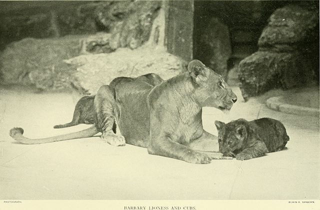 Animal Images: Barbary Lion Images (Extinct)