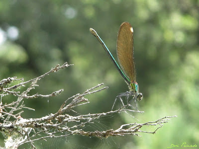"Caminando por Peñalba de la Sierra": 2012