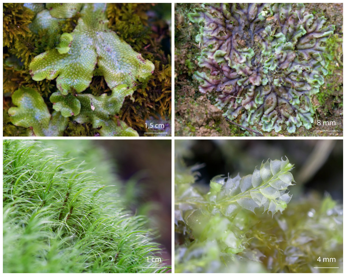 Briófita online: O que são briófitas?