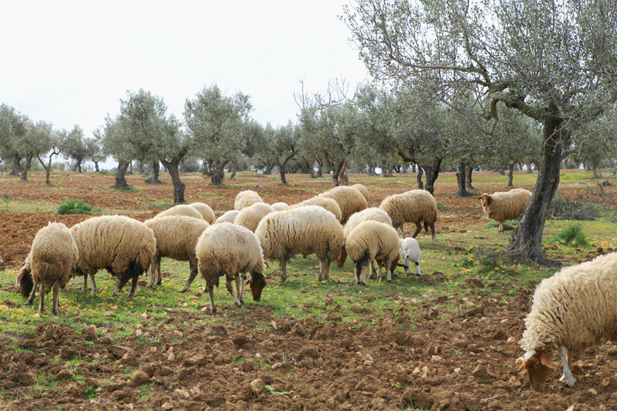 Antiguos OLIVOS del Mediterráneo : TUNISIA. THE SAHEL. SOUSSE, AKOUDA