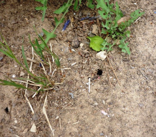 classe 4 anys Gregori Mayans: LES FORMIGUES I EL FORMIGUER