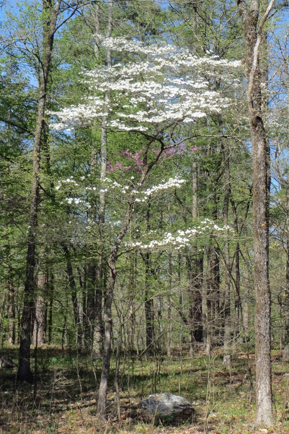 An Arkies Musings: Shady Lake and Bard Springs