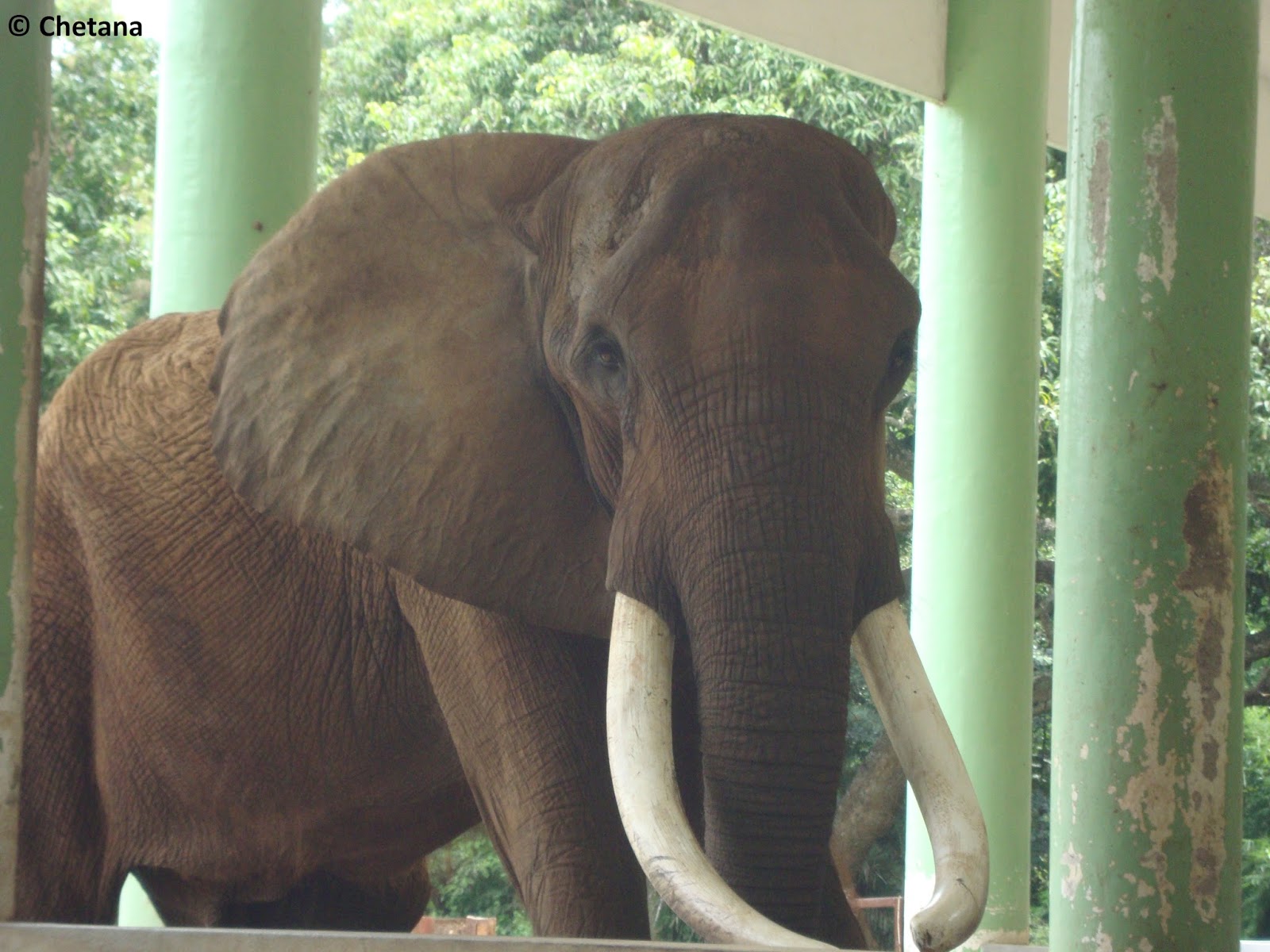 Prayanika - The Journey *******: Mysuru : Chamarajendra Zoological ...