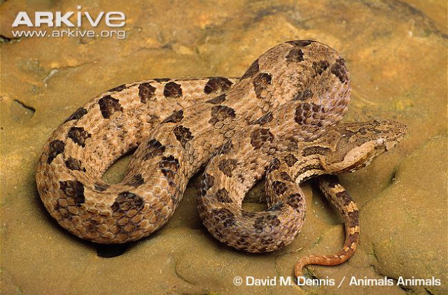 Top 10 Deadliest Snakes In India - TOP 10 Of India