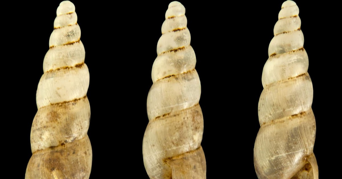 Variety of Life: Achatinina