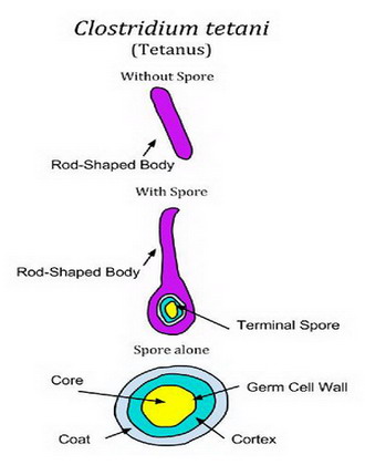 Bidang ttg kesehatan: Mengenal Tetanus