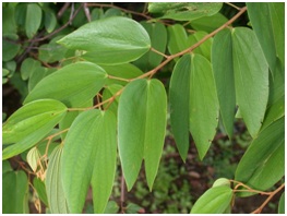 Farmácia Viva: Mororo