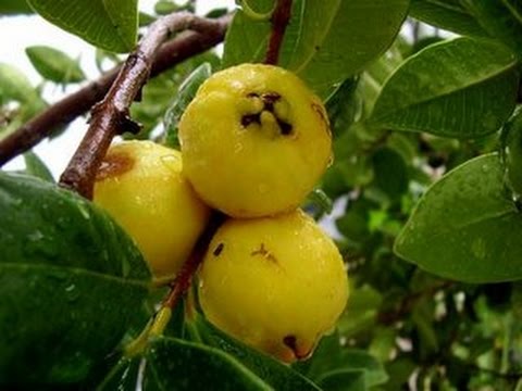 Jambo - Syzygium jambos