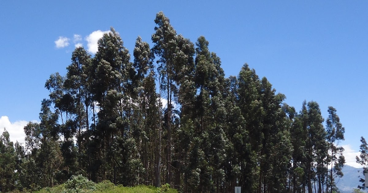 De árboles y monumentos de Quito