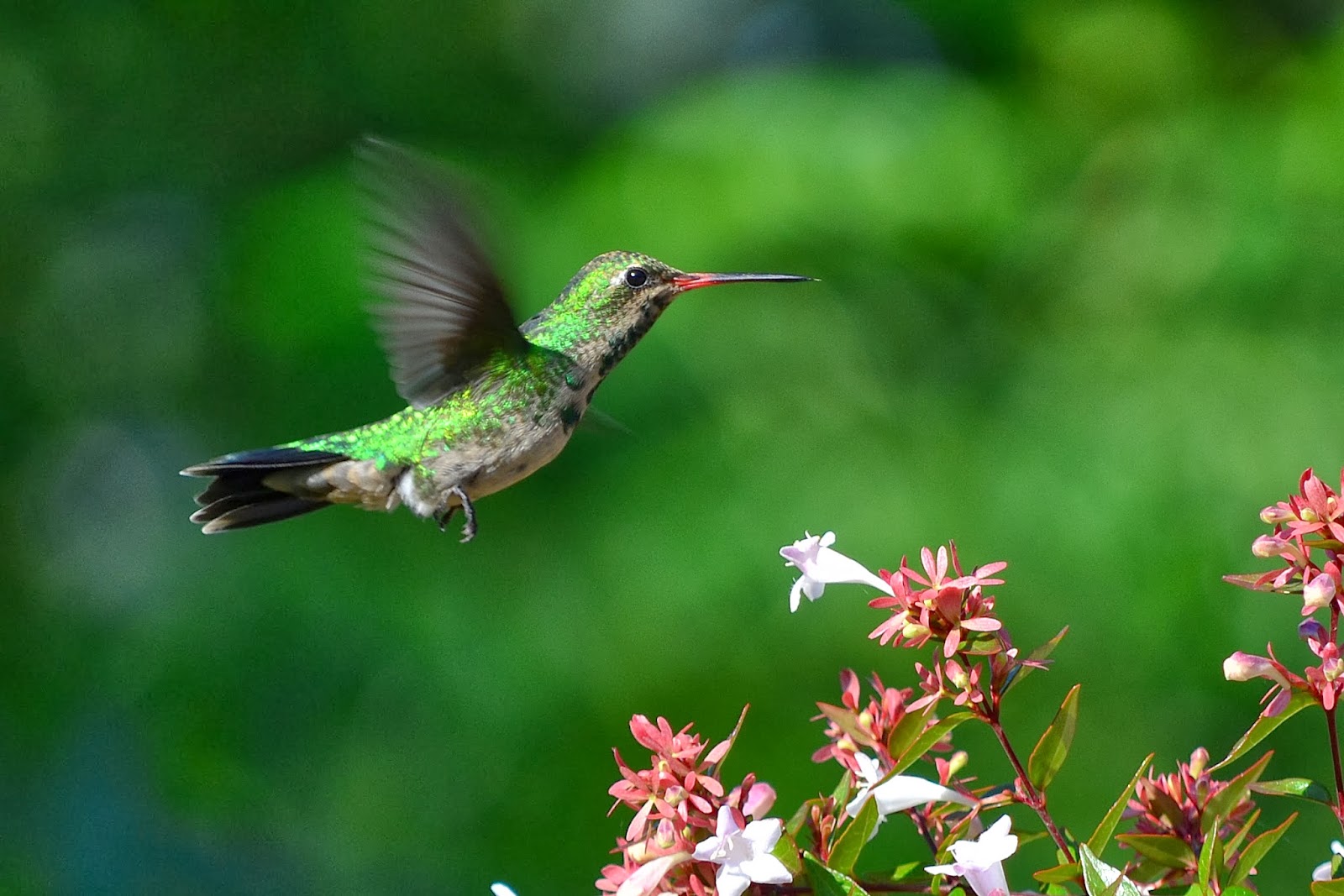 Aves de La Floresta: Picaflor verde