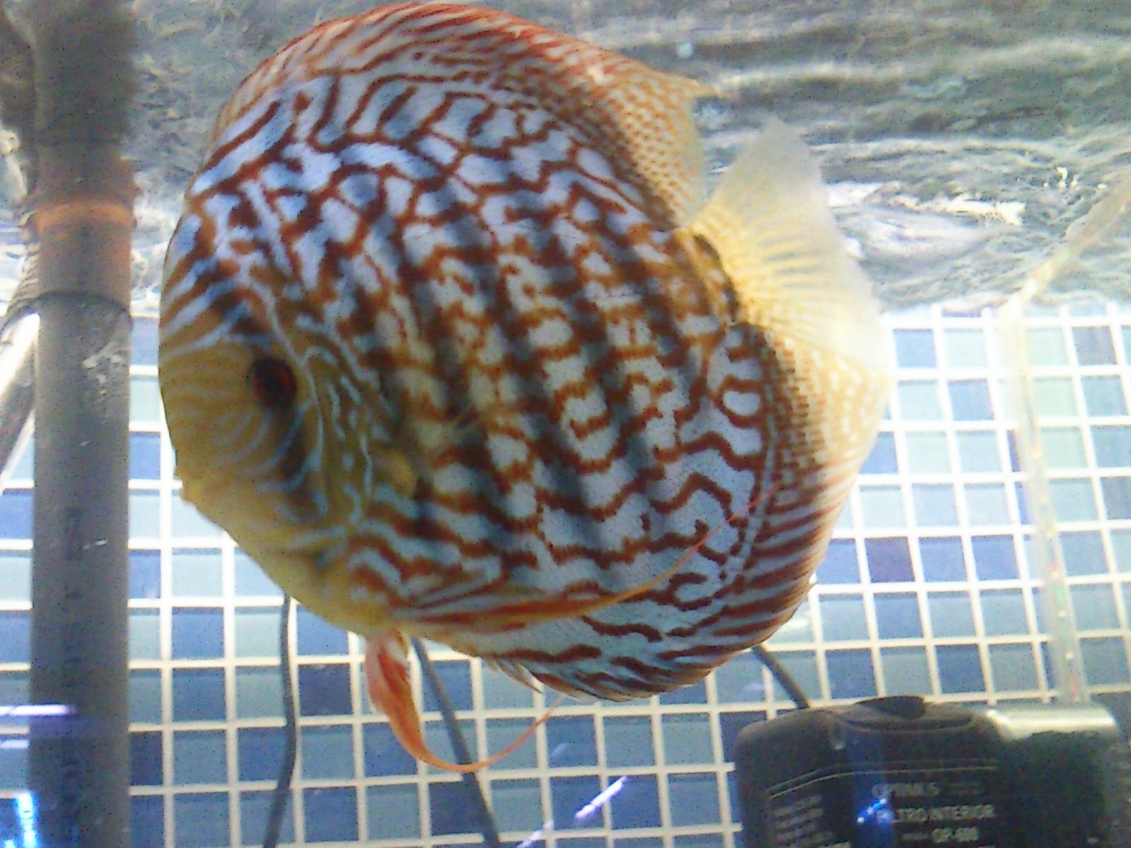 Discus Vigo: 1º Iberian Discus Show peces a concurso Ip Discus España ...