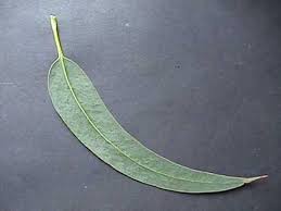 Hoja Falcada (falcata) - Botánica integra