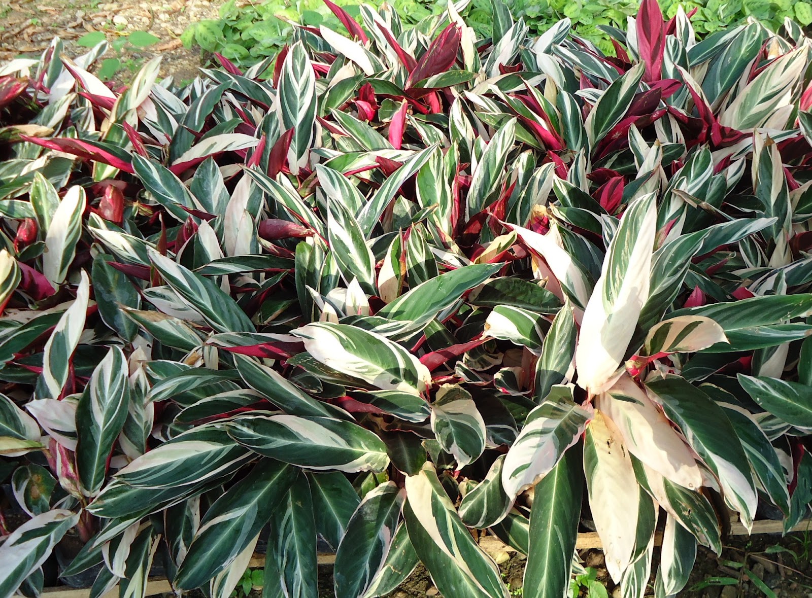 Trettel's Paisagismo: Maranta-variegata