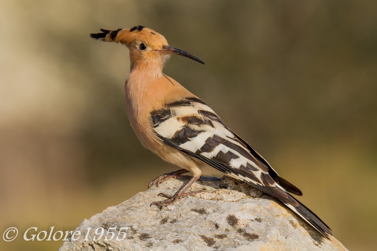 FOTOGRAFÍA DE FAUNA: AVES-VARIAS