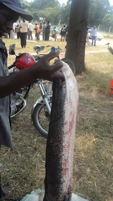 Kamusi ya majina ya samaki na picha zao | JamiiForums