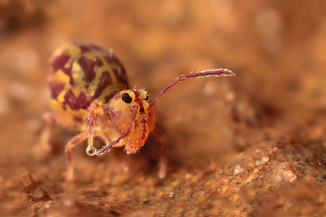 Matt Cole Macro Photography: Globular Springtails