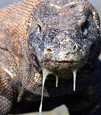 Dragones de Komodo