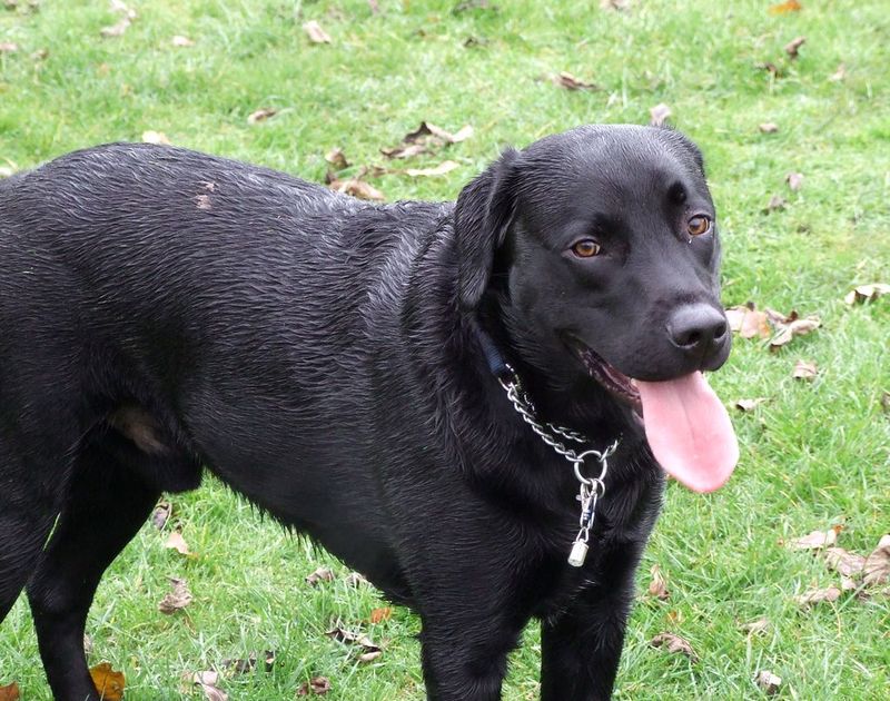 ¿CUÁL ES LA RAZA DE PERRO MÁS COMÚN? | PREGUNTAS Y RESPUESTAS