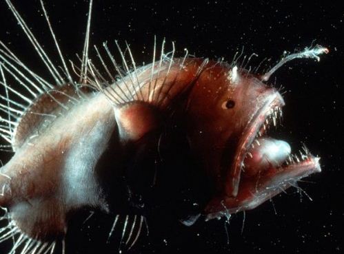 PLANET ANIMALS 2012: Deep Sea Fish