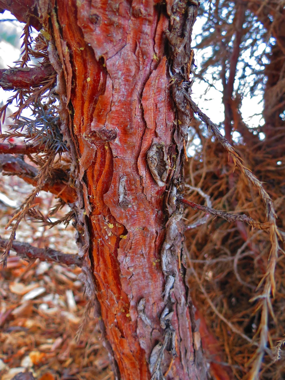 Flora montana: Rocky Mountain Juniper